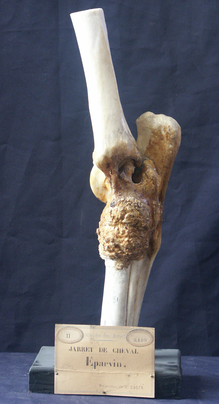 Banque d'images et de portraits — BIU Santé, Université Paris Cité